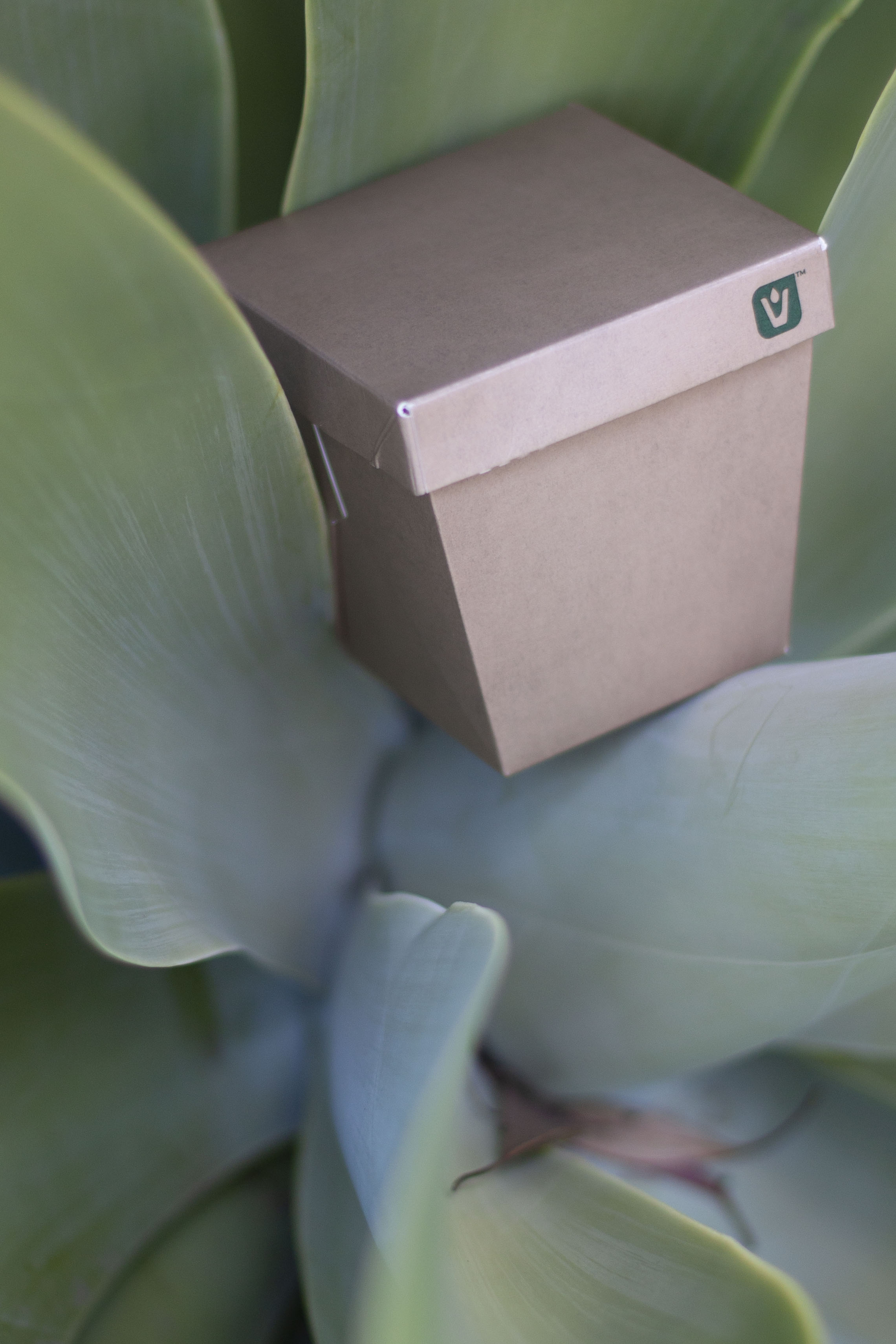 NeverLeak Large Noodle Boxes